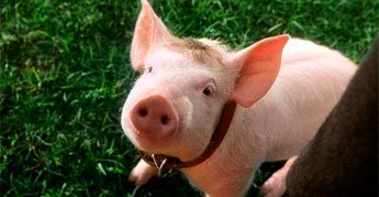 Babe, el cerdito valiente | Cineteca